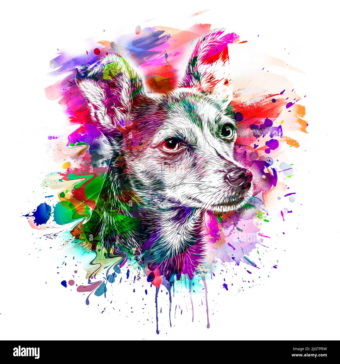 abstract colored dog muzzle isolated on colorful background color art ...