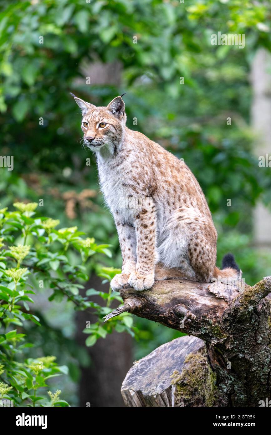 Wild lynx in natural habitat Stock Photo - Alamy