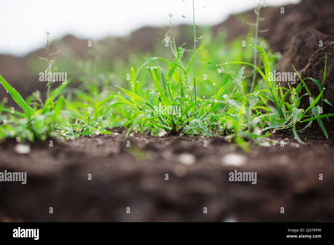 Succulent grass with dew on ground, low angle, view from the trenches ...