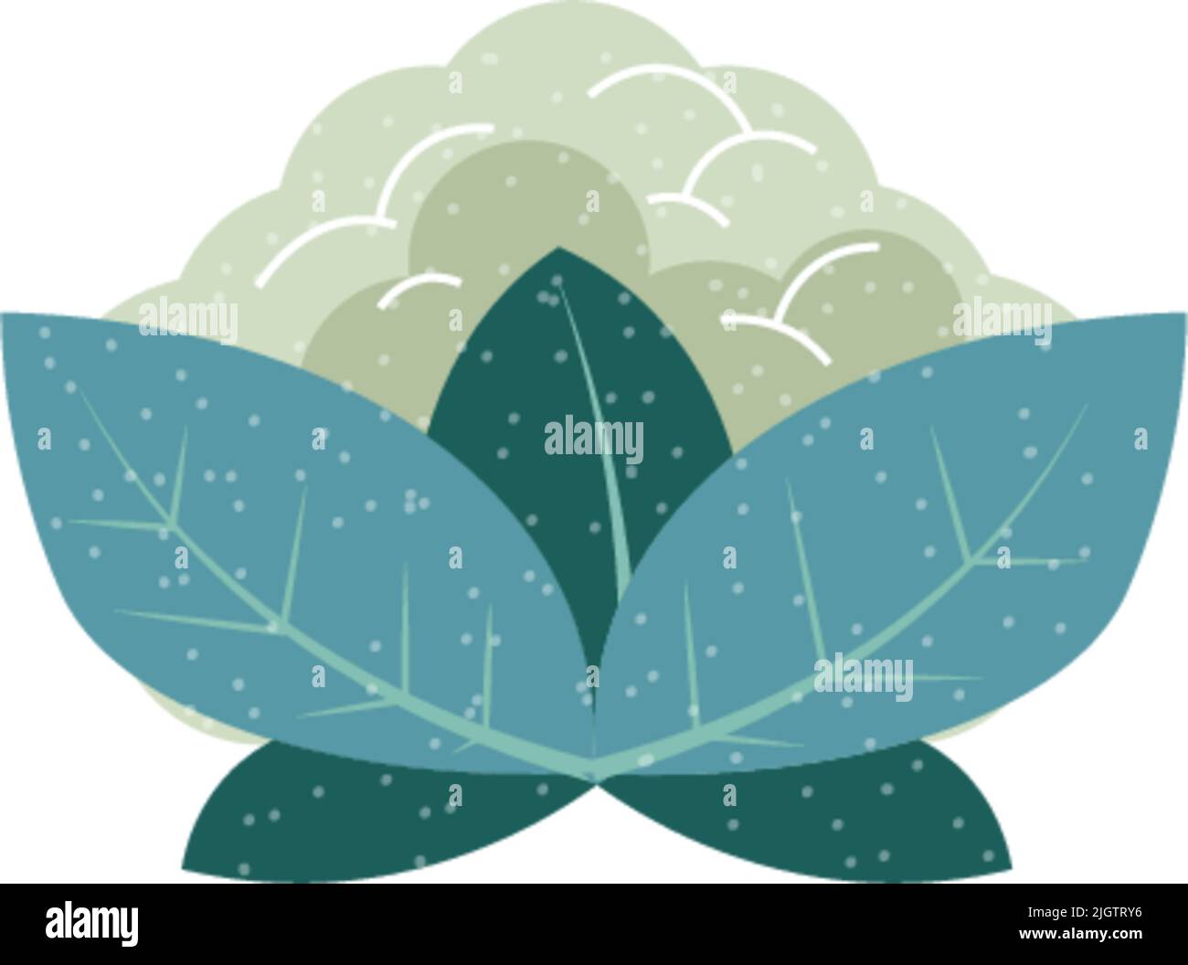 Cauliflower cabbage, organic vegetable, veggies Stock Vector Image ...