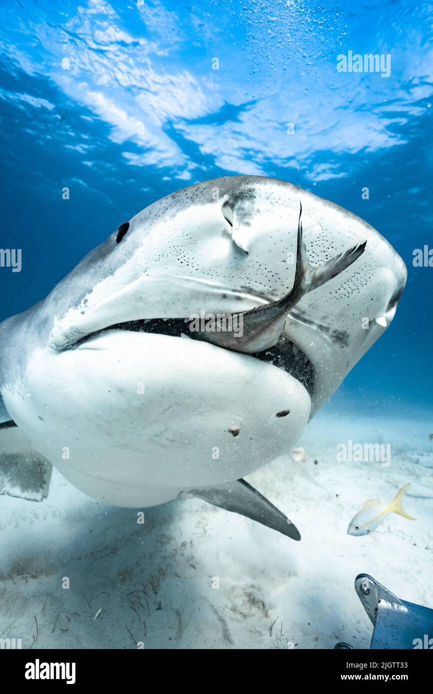 Brave and gentle hi-res stock photography and images - Alamy