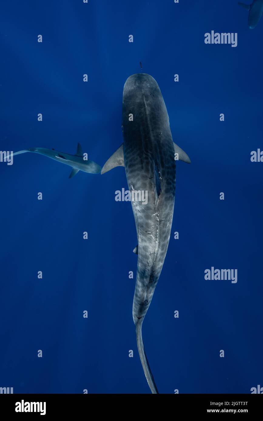 This is a tiger shark. Oahu, Hawaii: THESE TERRIFYING photos show a ...