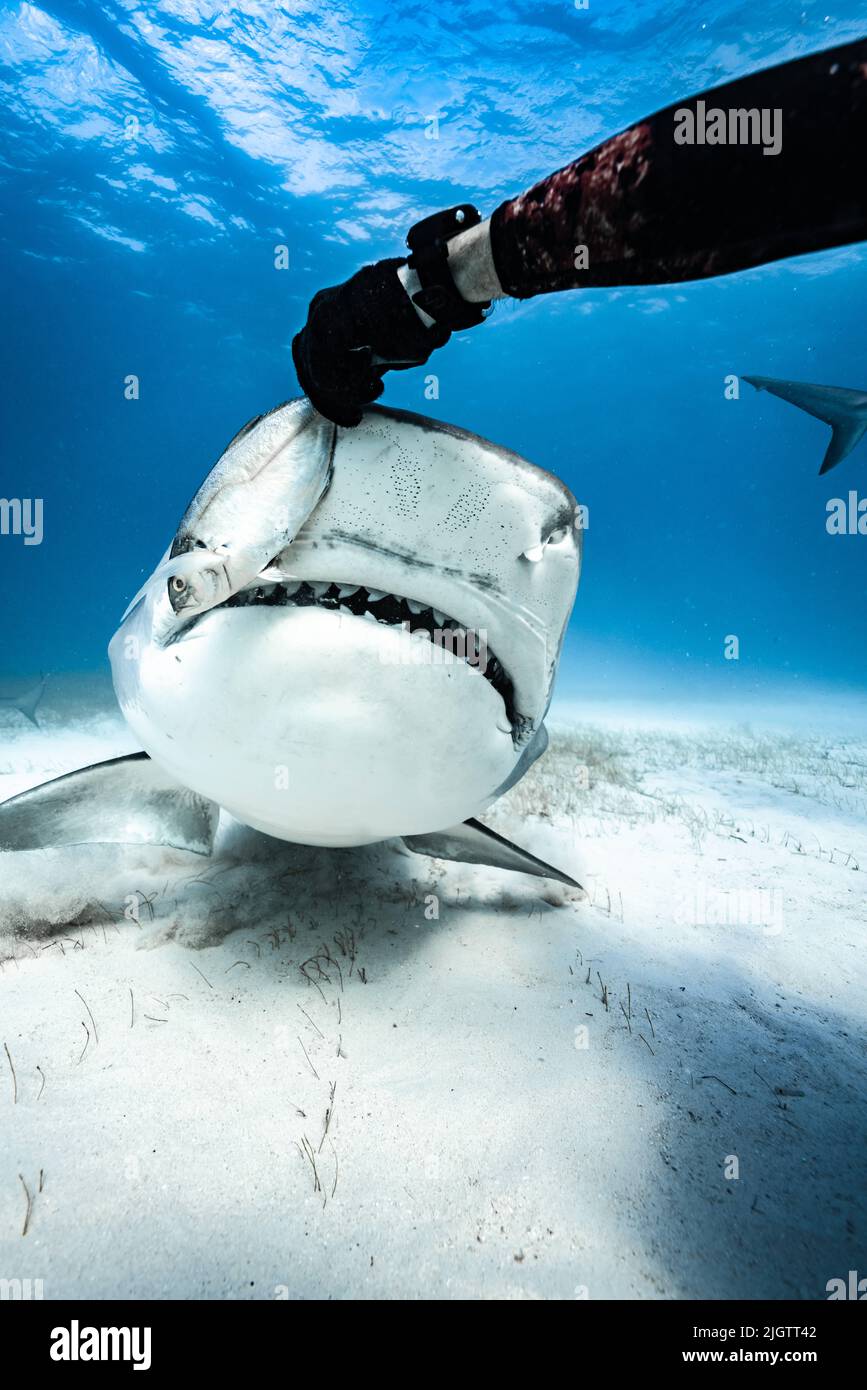 Josh hand feeds the wild tiger shark. Oahu, Hawaii: THESE TERRIFYING ...