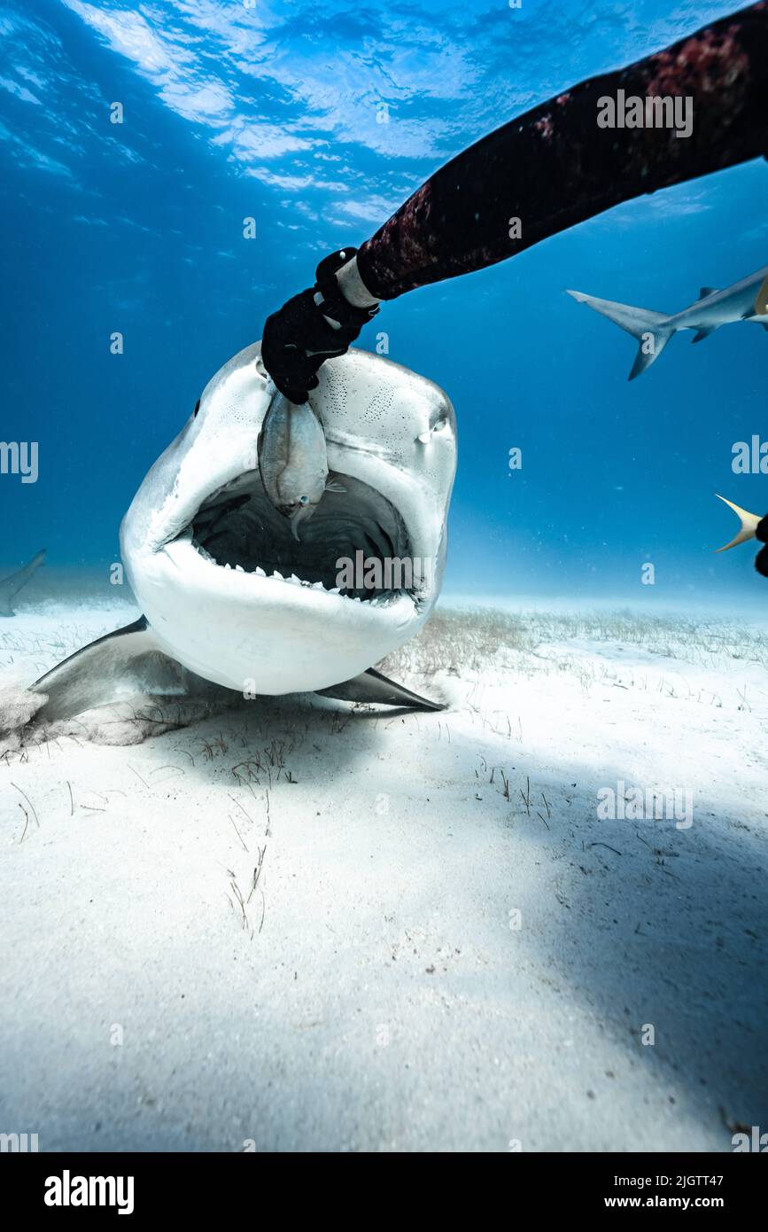 Here Josh hand feeds the shark. Oahu, Hawaii: THESE TERRIFYING photos ...