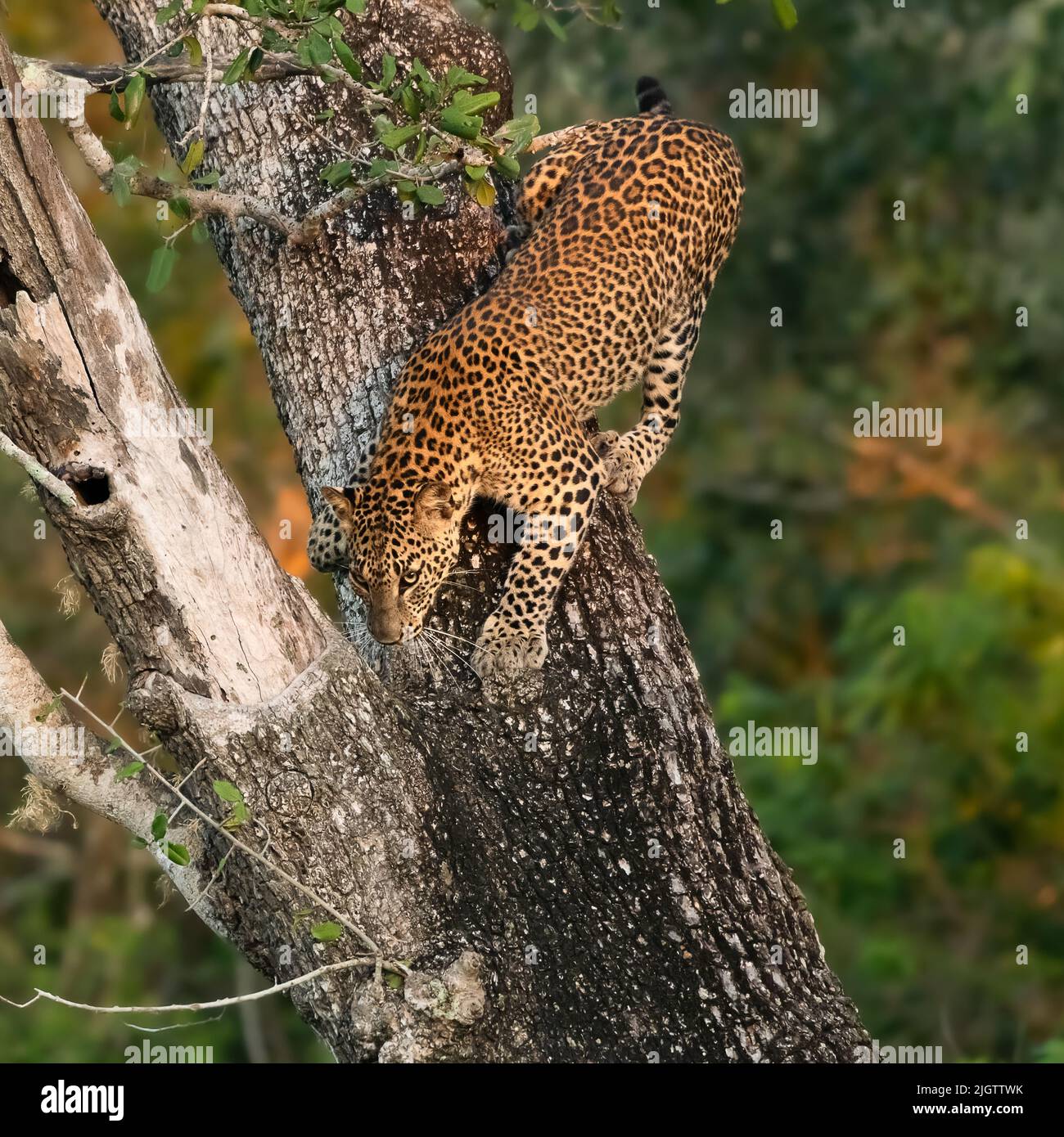 One of the sisters sits on the tree, ready to pounce. Yala: Sri Lanka ...