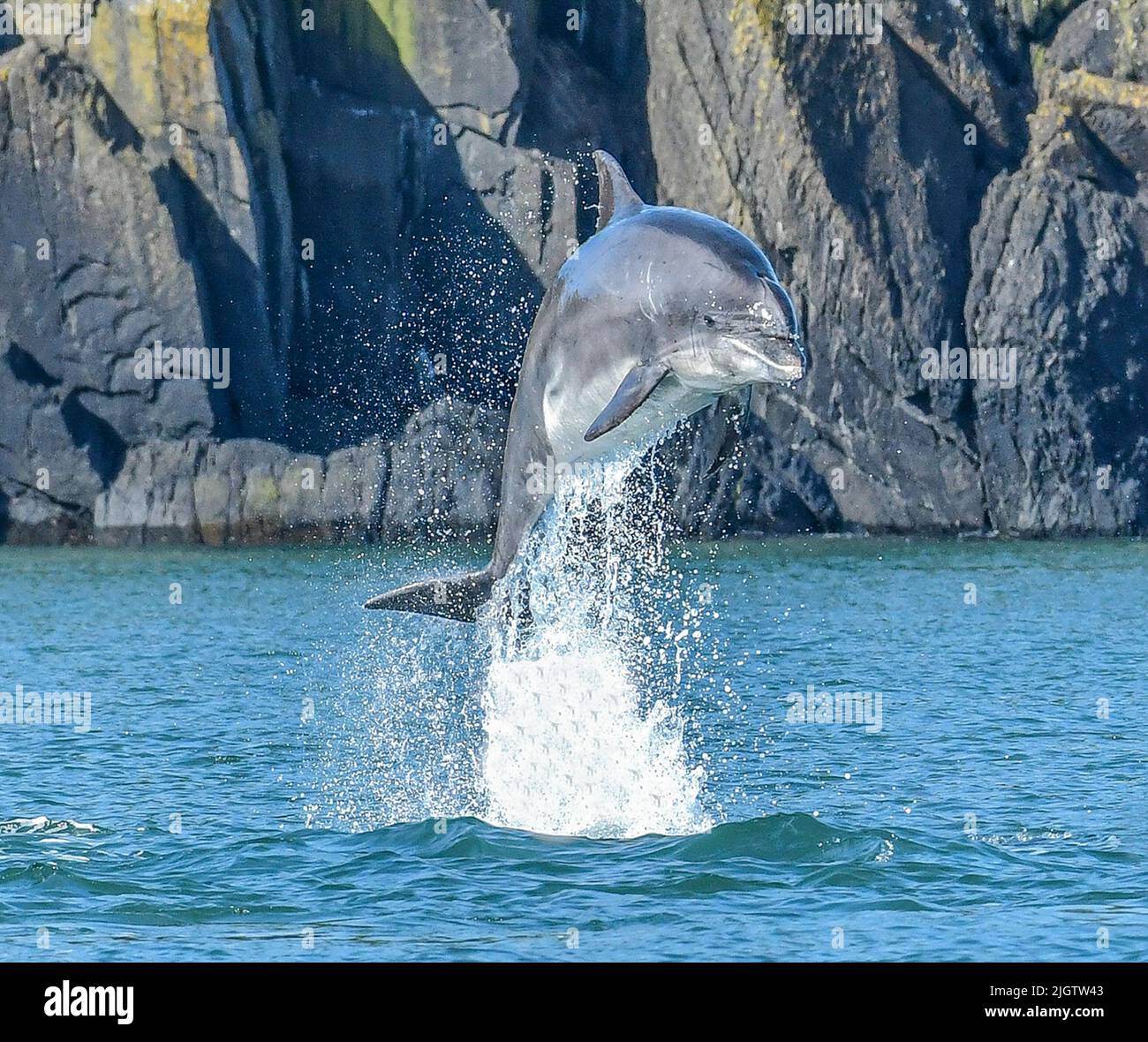 This adult creates quite a splash for photographer Simon James ...