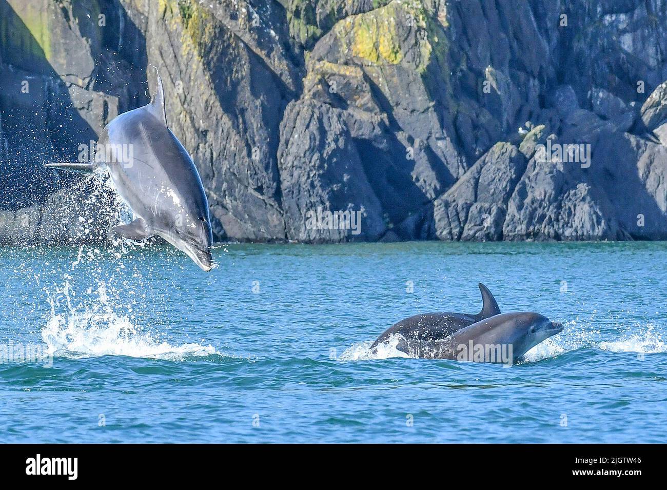 The adult dolphin jumps hello to the mother and baby before once again ...