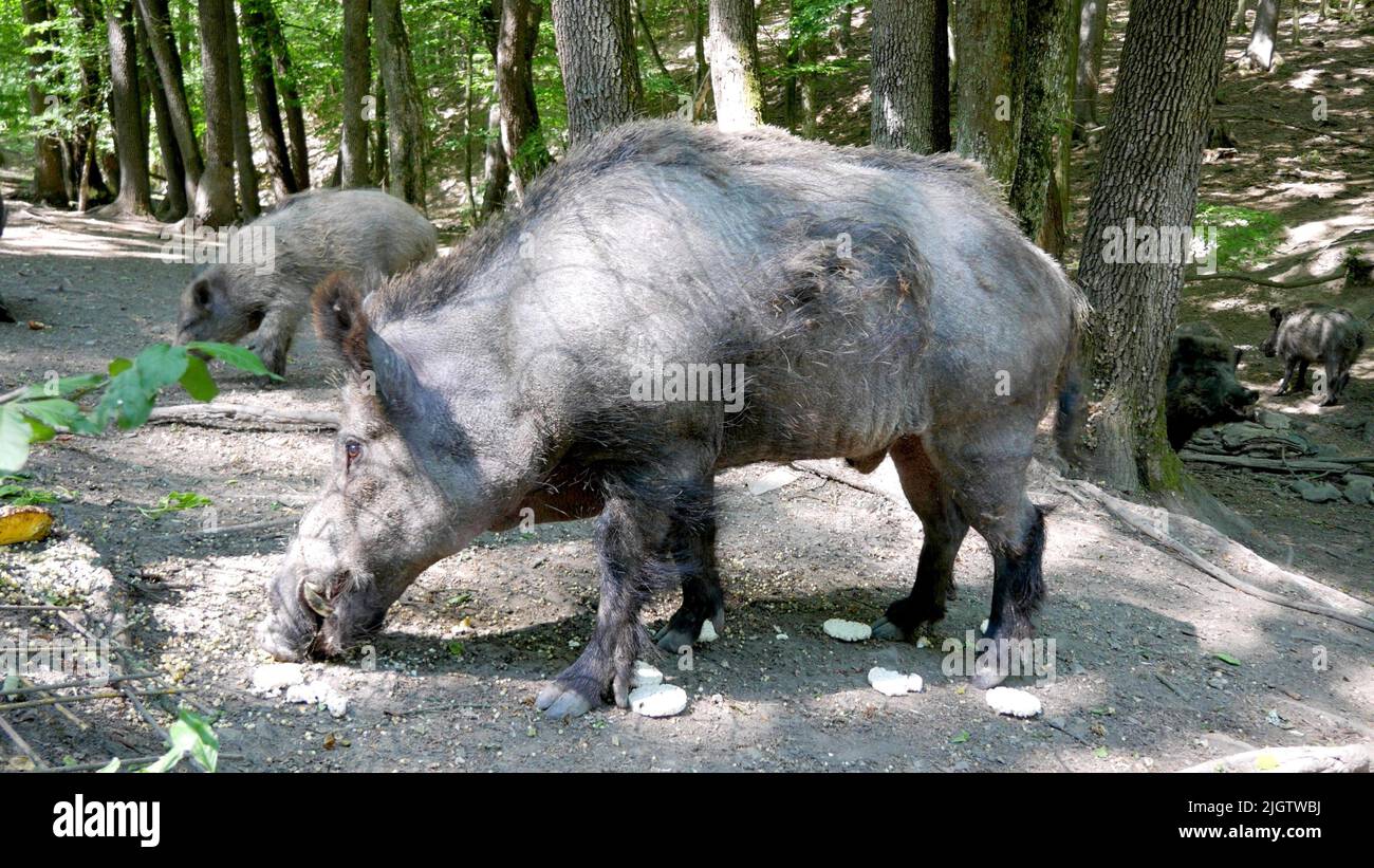 The wild boars eating from the ground in the forest Stock Photo - Alamy