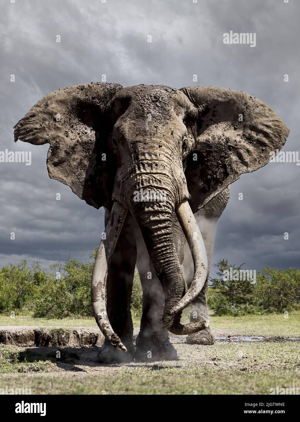 Craig is a super tusker, with each tusk weighing 100 pounds. Amboseli ...