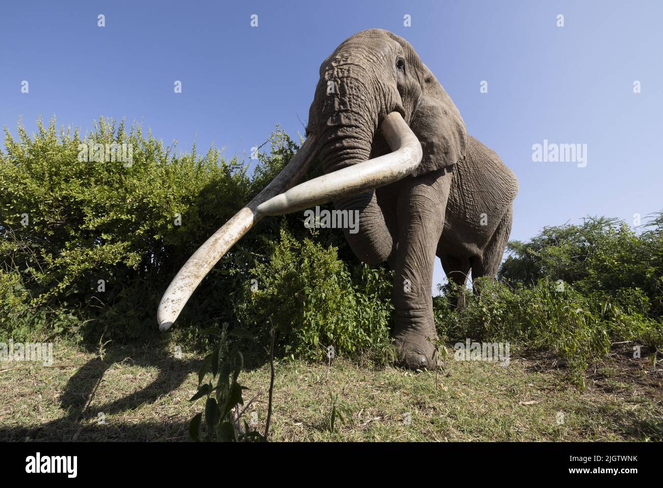 This is Craig, a 50 year old elephant. Amboseli National Park, Kenya ...