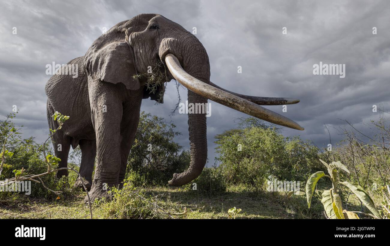 Craig is an African Bush Elephant, also known as an African Savanna ...