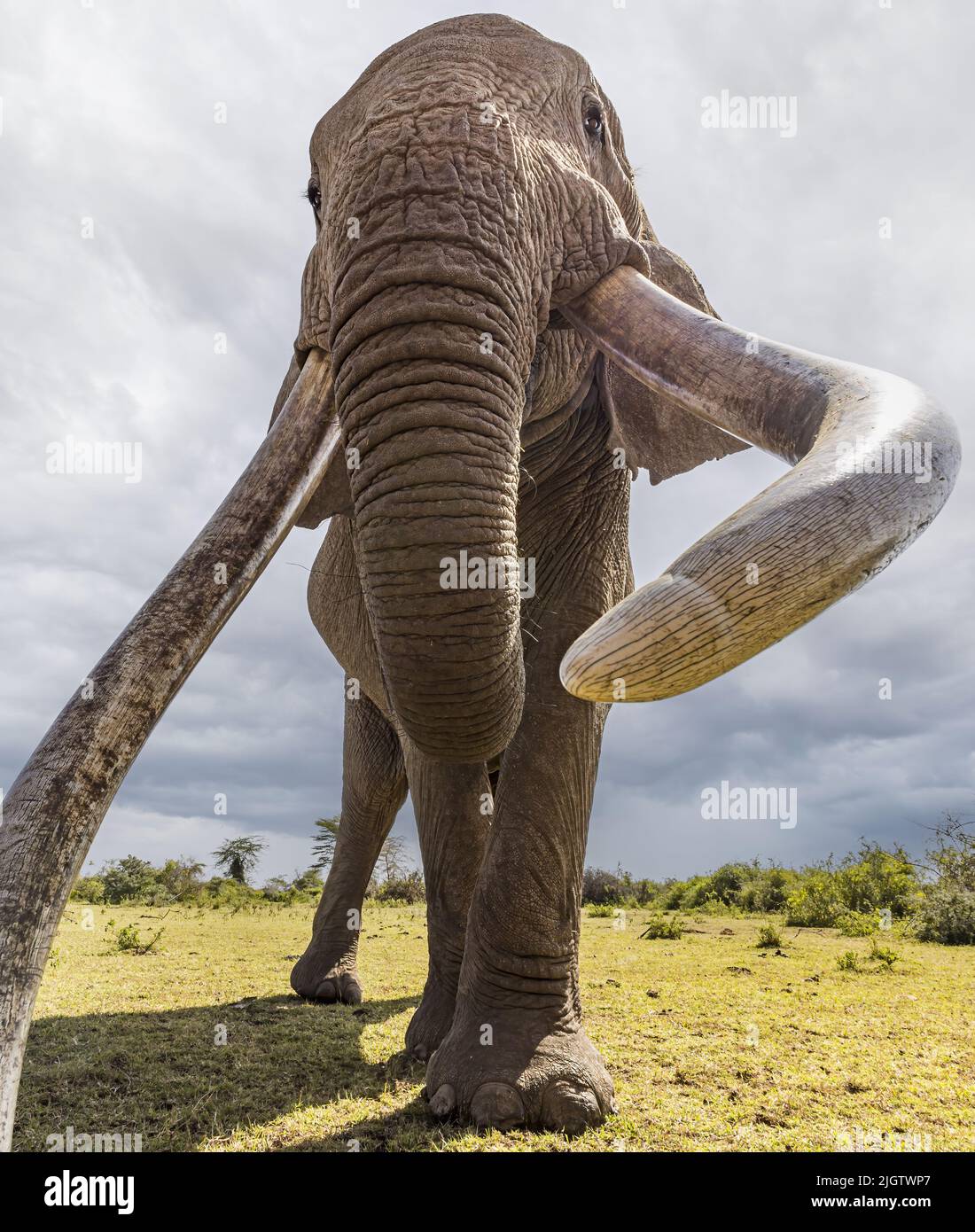 Here Craig is posing for a selfie. Amboseli National Park, Kenya ...