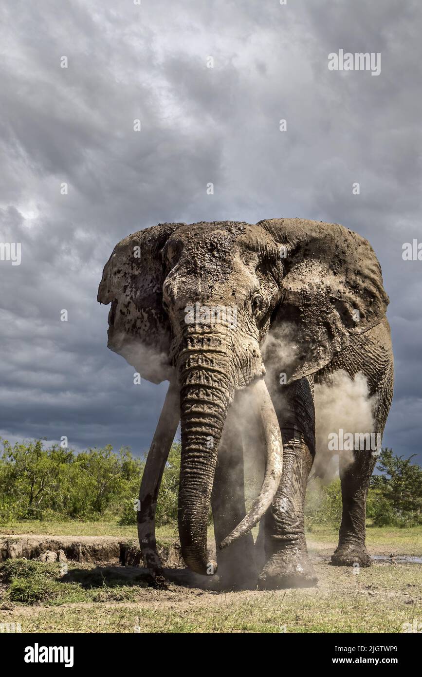 These incredible photos were taken by Clint Ralph (59). Amboseli ...