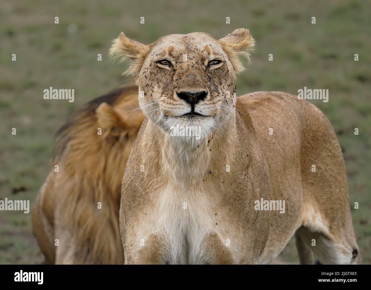 This lioness was spotted smiling to herself during mating season ...
