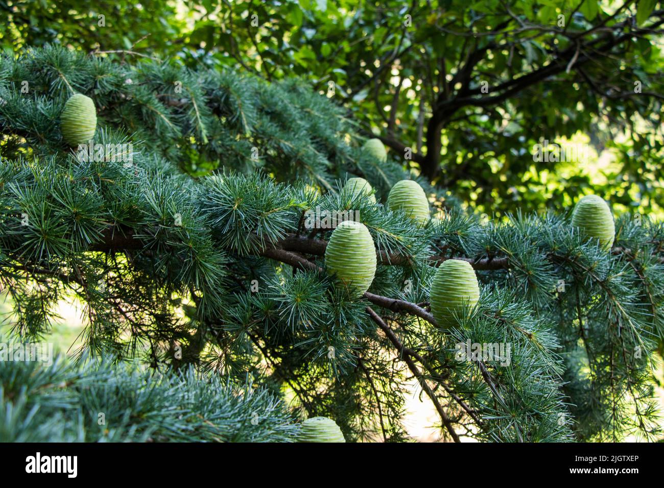 Cedrus Deodara in botanic garden, Pinaceae tree close-up Stock Photo ...