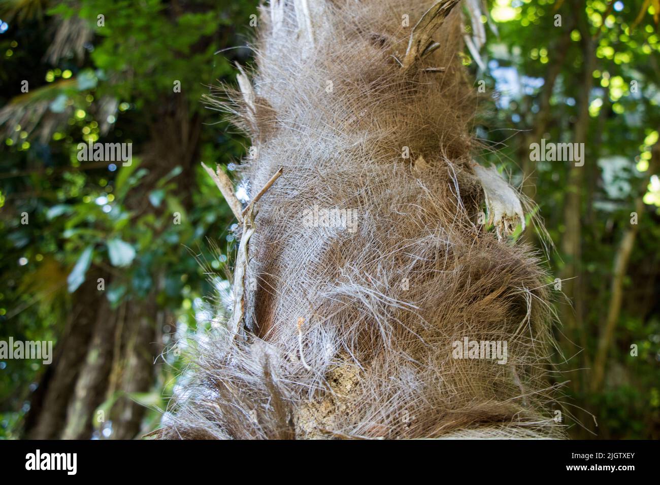 Palm tree body background and texture in botanic garden Stock Photo - Alamy