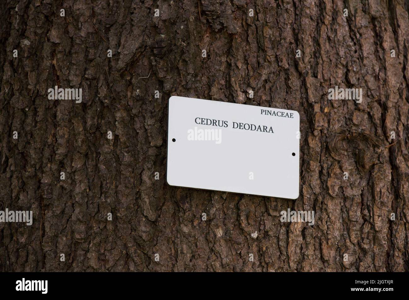 Cedrus deodara forest hi-res stock photography and images - Alamy