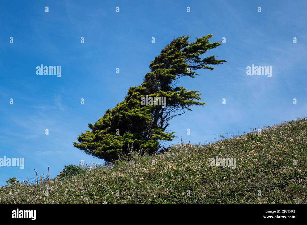 Wind blown tree hi-res stock photography and images - Alamy