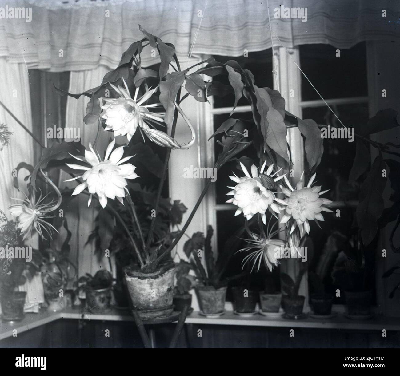 Ornamental plant in the window of photographer Oscar finished, Dalhem ...