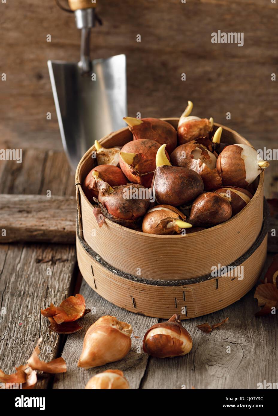 Old wooden flour sieve with spring flowers tulip varieties bulbs ready ...