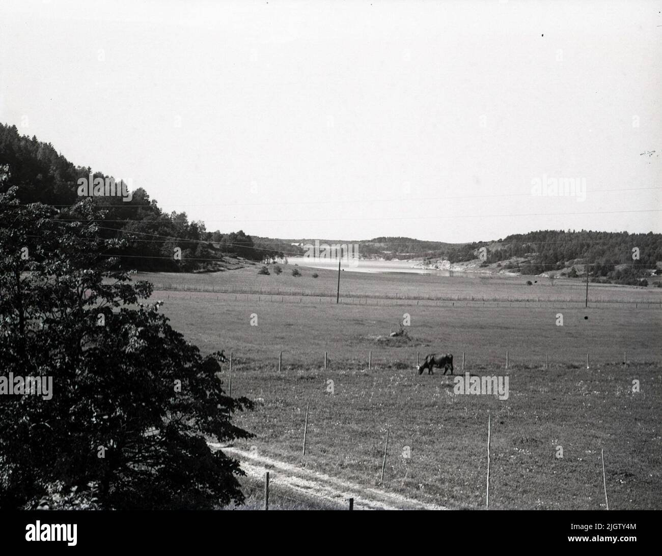 Pasture with cows at Skulevik Stock Photo - Alamy