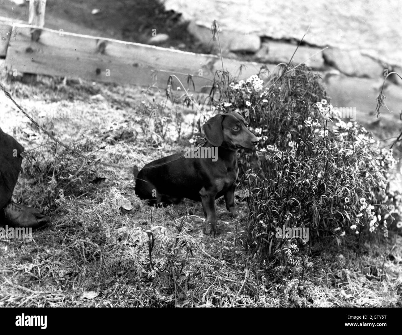 Smooth haired dachshund Black and White Stock Photos & Images - Alamy