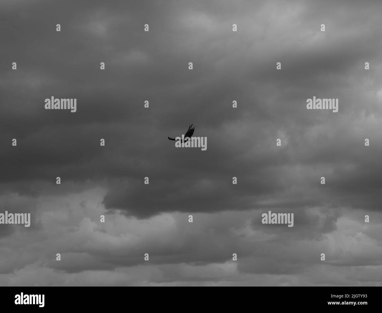 Bird landscape greyscale hi-res stock photography and images - Alamy