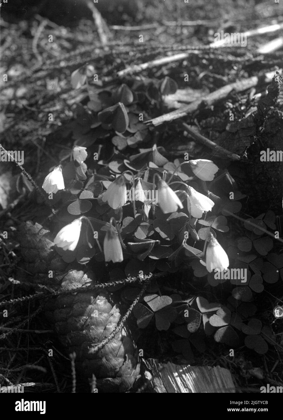 Natural finished Black and White Stock Photos & Images - Alamy