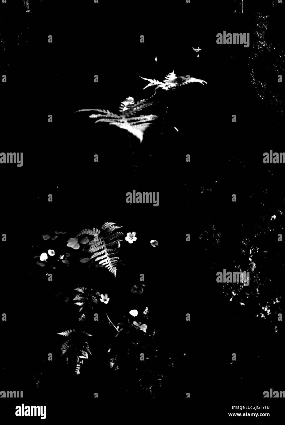 An example of the photographer's interest in plants and animals. Images ...