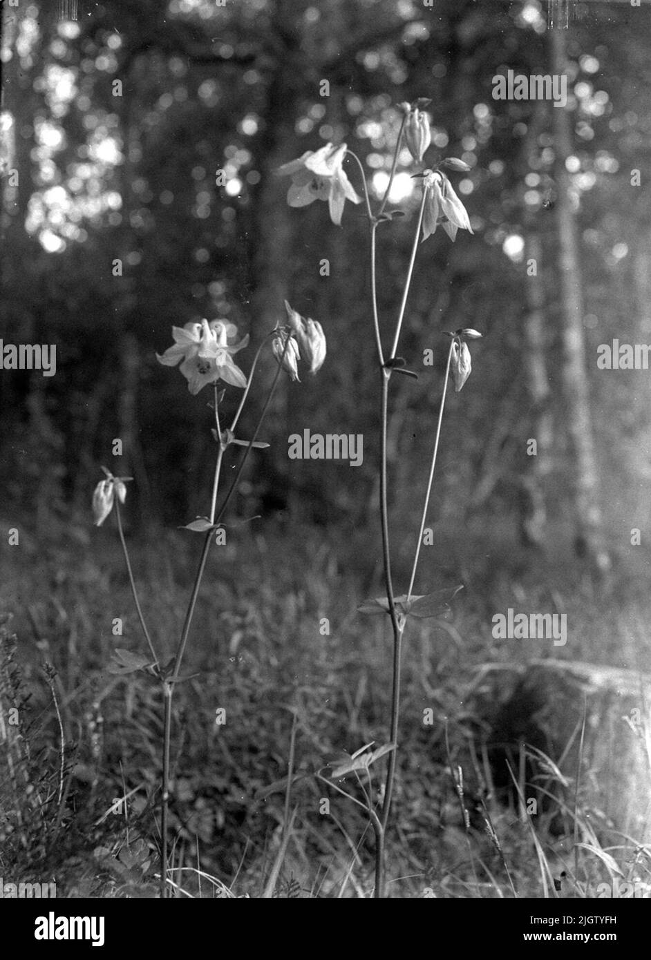 Number of images Black and White Stock Photos & Images - Alamy