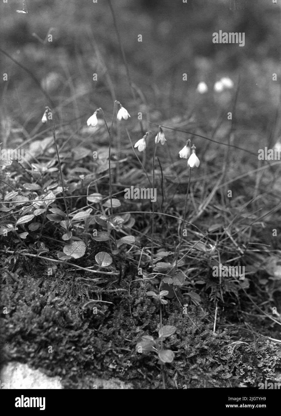 Photographers series Black and White Stock Photos & Images - Alamy