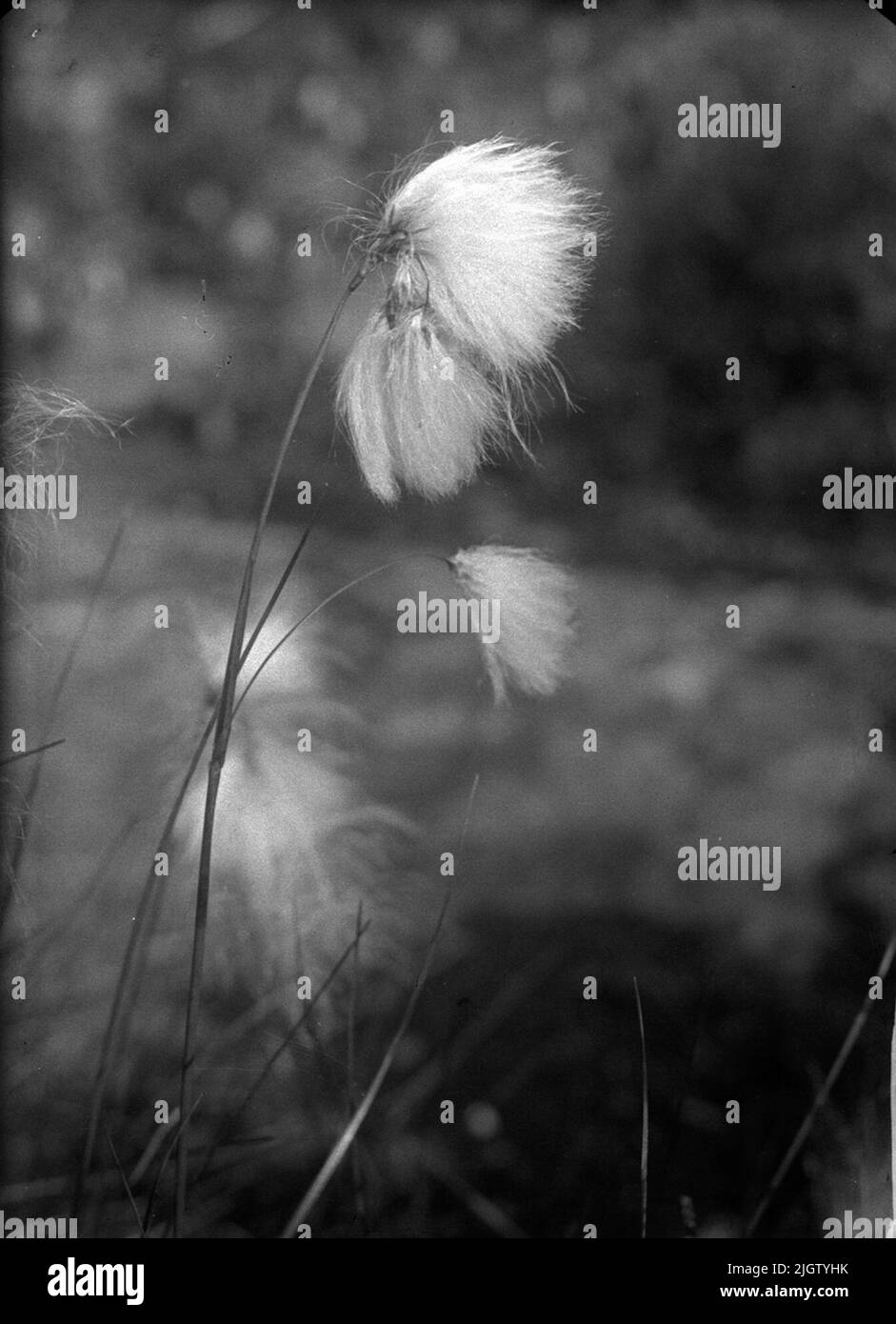 Sweden, Bohuslän, Västra Götaland, Munkedal, Foss, Munkedal, Gothenburg ...