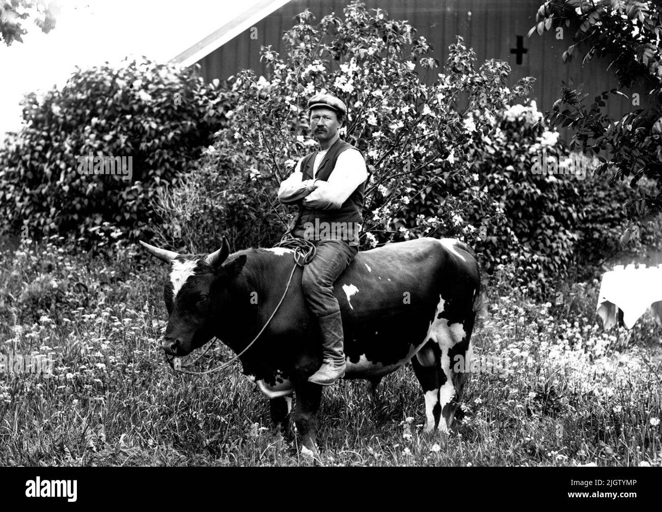 A man portrayed sitting border on a bull Stock Photo - Alamy