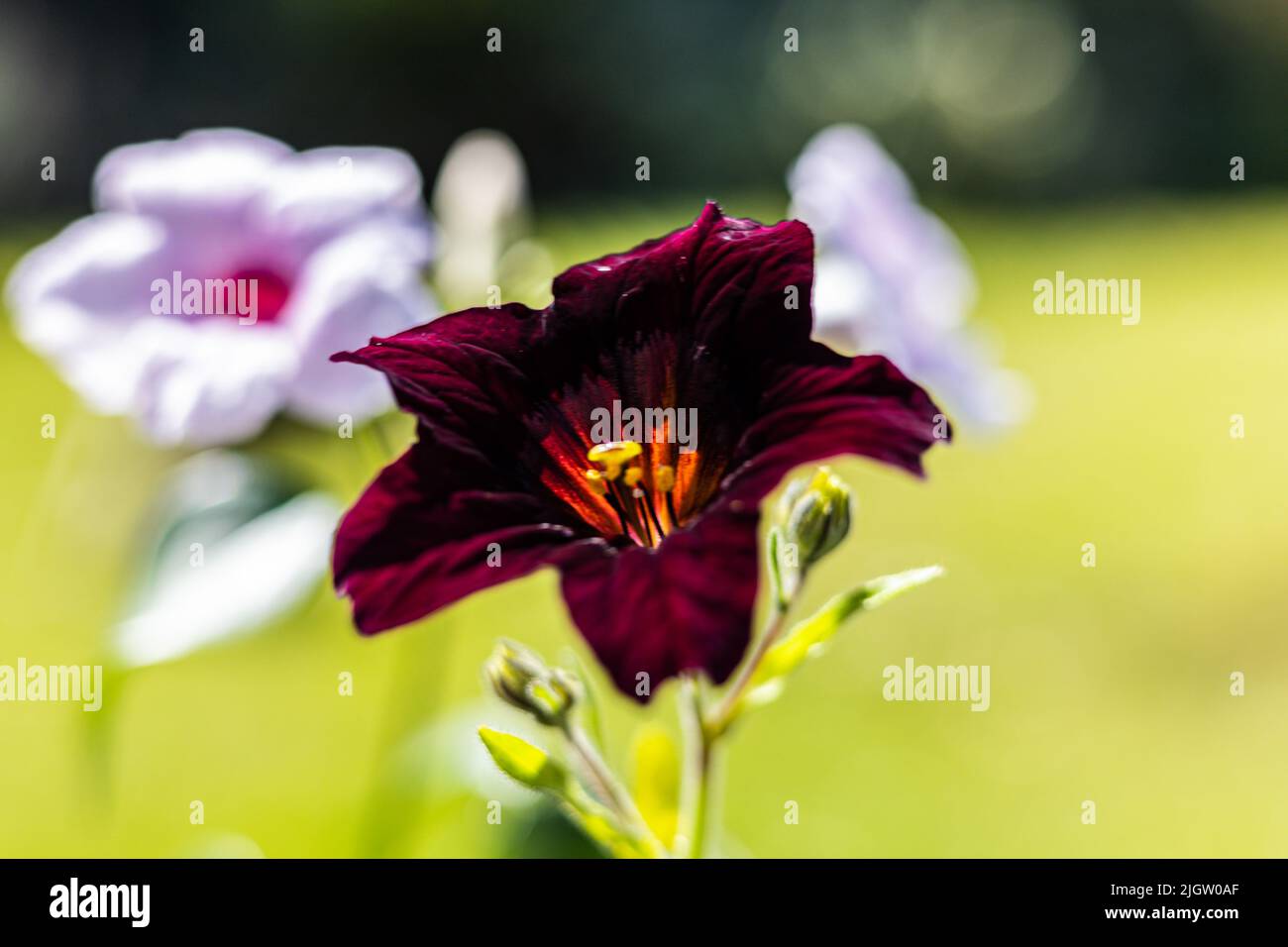 Exotic flowers of the tender Australian climber, Pandorea Jasminoides ...