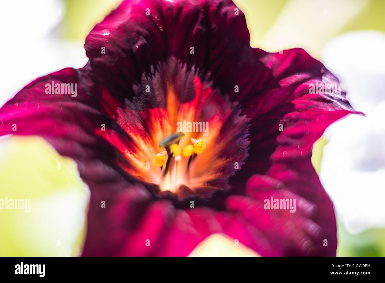 Salpiglossis sinuata, painted tongue flower - black Trumpets Stock ...