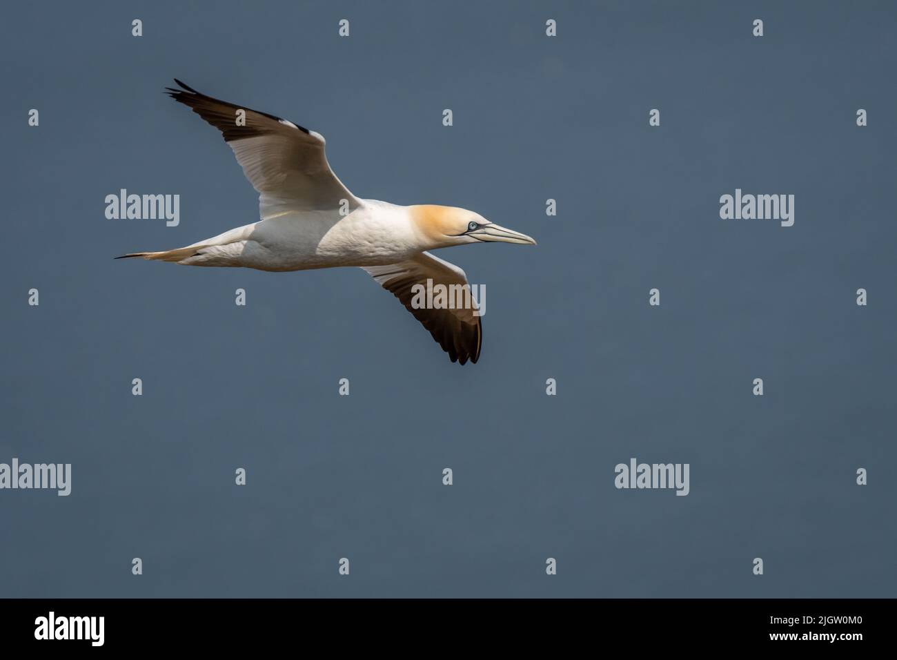 Coastal seabirds scotland hi-res stock photography and images - Alamy