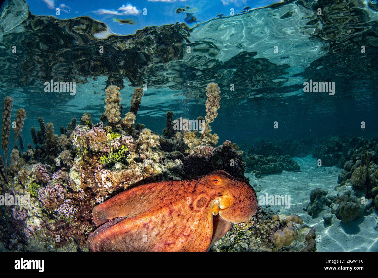 octopus on coral reef underwater in french polynesia portrait Stock ...