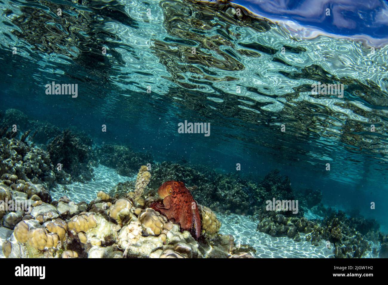 octopus on coral reef underwater in french polynesia portrait Stock ...