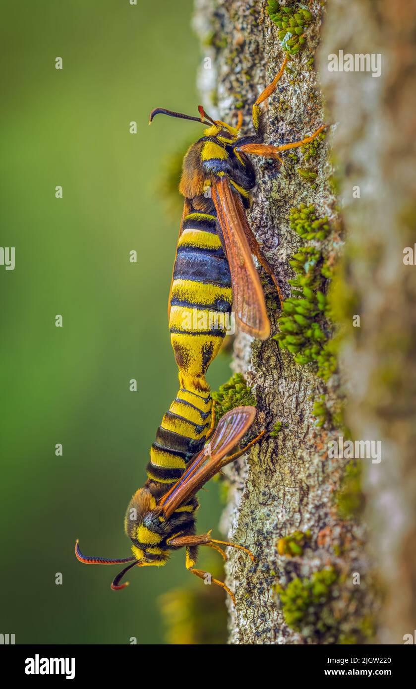Hornet Moth - Sesia apiformis, mating process of butterflies Stock ...