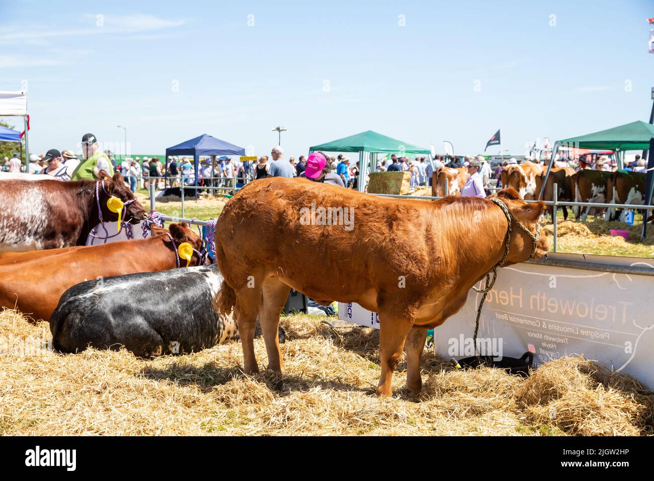 Cattle, cows and bulls, on display at an Agricultural show in Cornwall ...