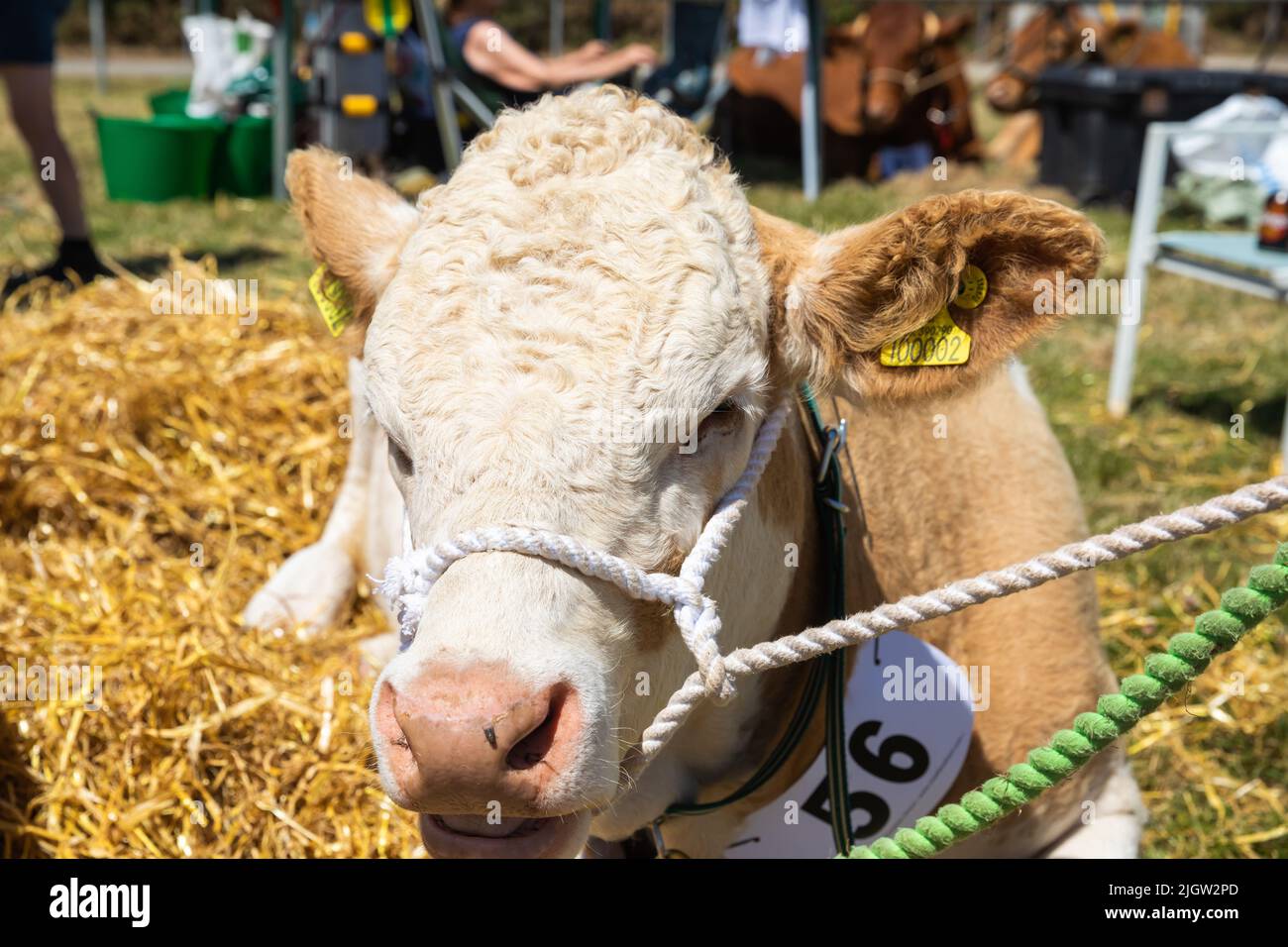 Cattle, cows and bulls, on display at an Agricultural show in Cornwall ...
