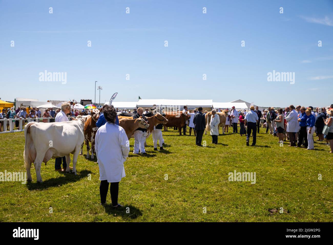 Cattle, cows and bulls, on display at an Agricultural show in Cornwall ...