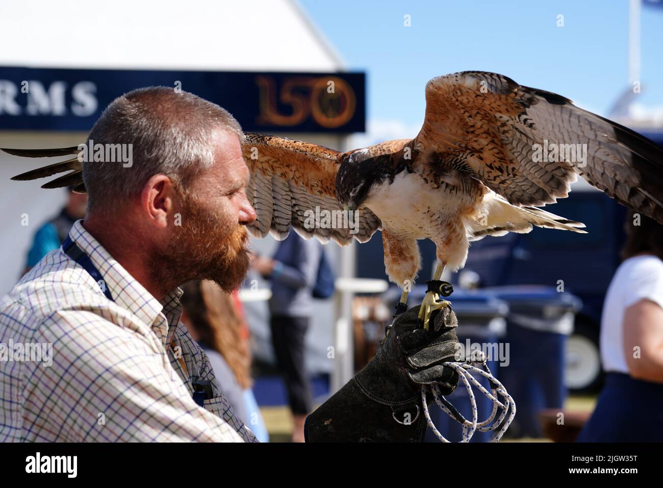 Enya the Red Back Hawk in the spectator village during practice day ...
