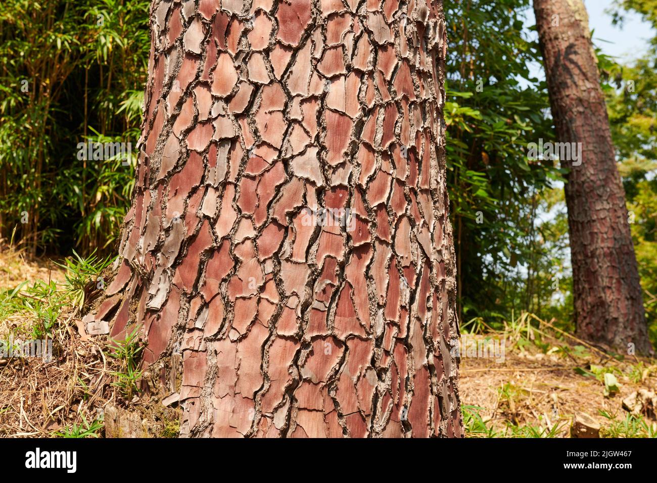 exotic trees grow in the botanical garden of Batumi Stock Photo - Alamy