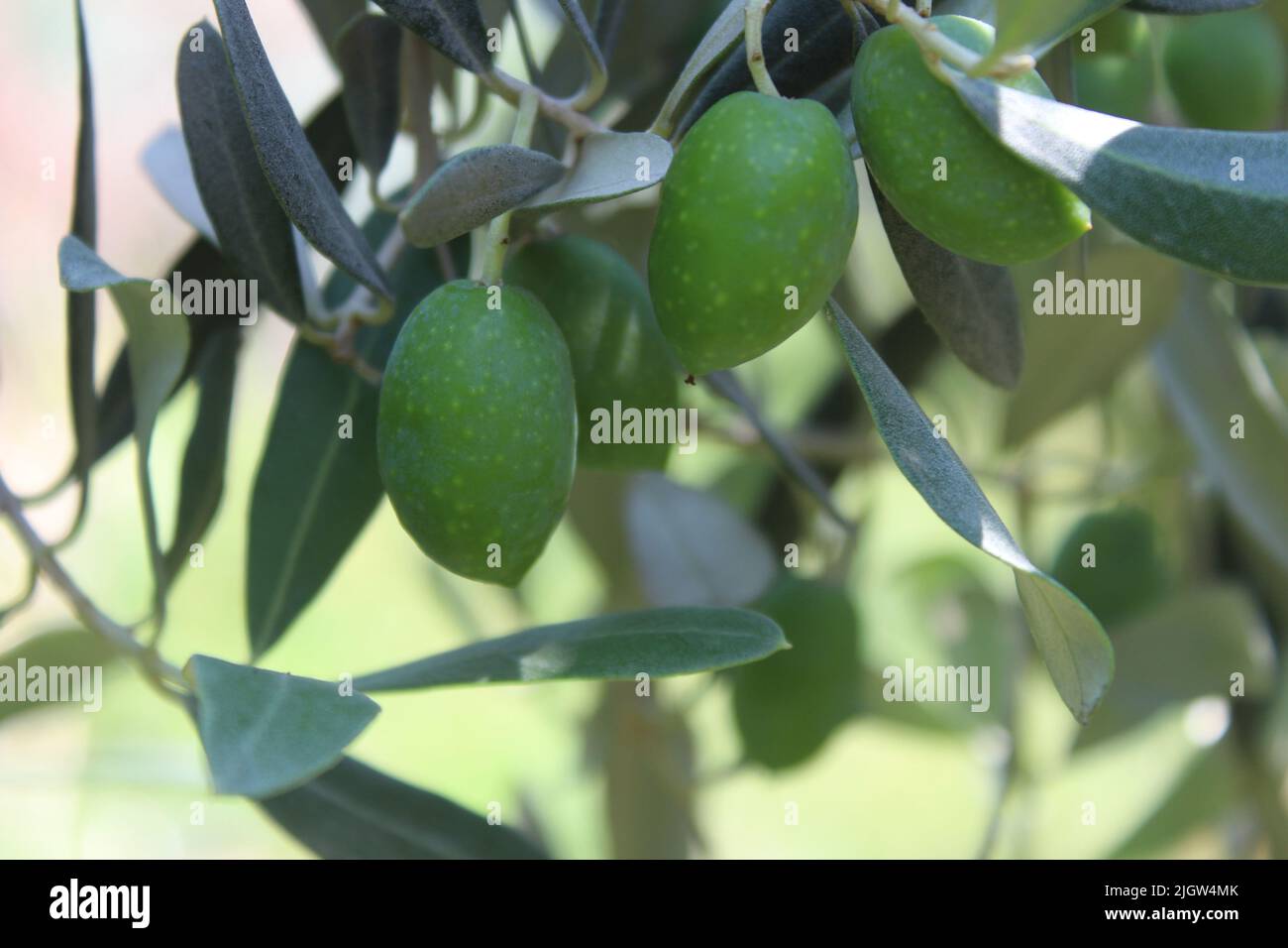 Mediterranian olive trees hi-res stock photography and images - Alamy