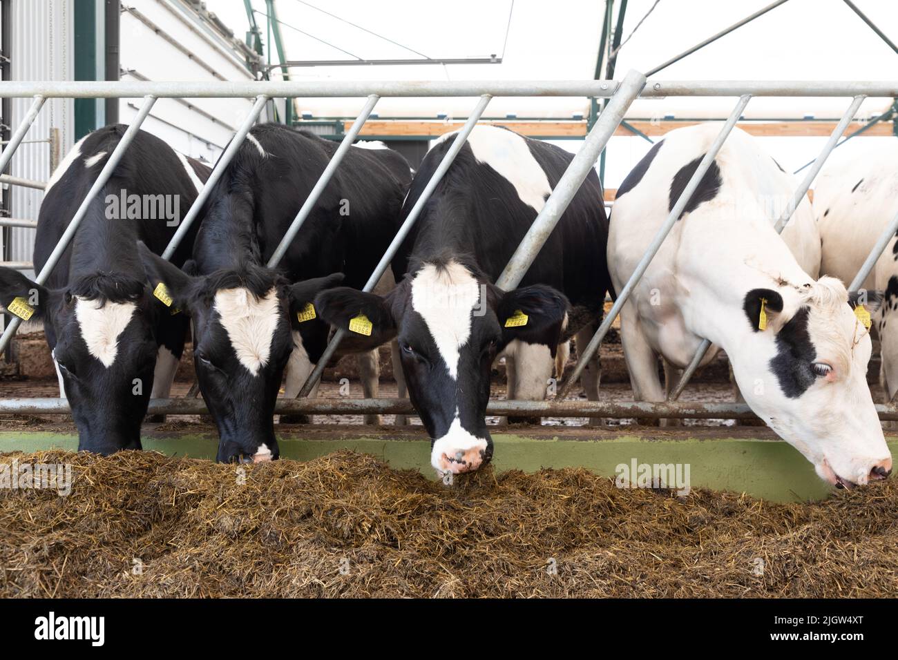 black and white dairy cows eat compound feed from the feed table at a ...