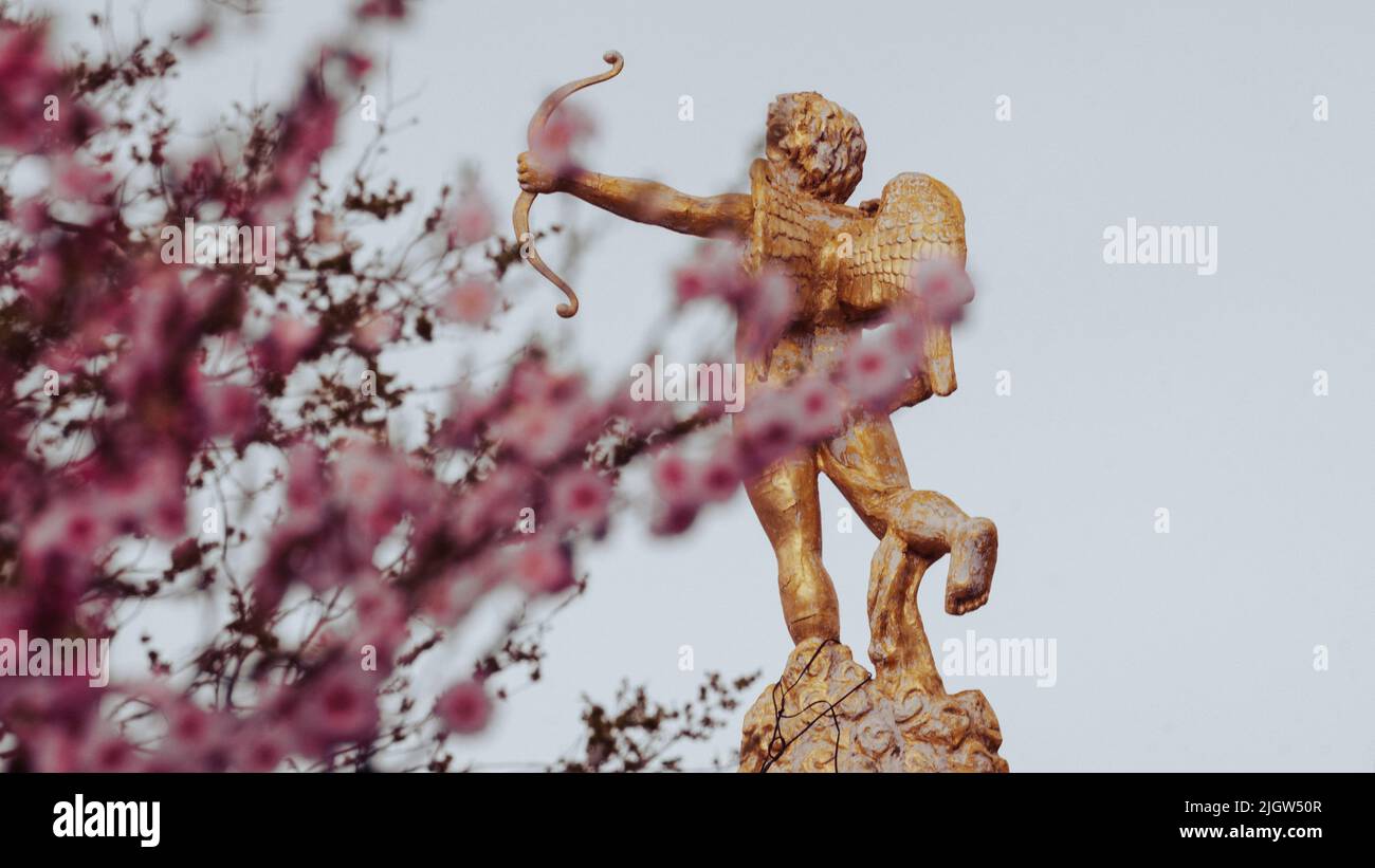 A golden Cupid statue with cherry blossom tree Stock Photo - Alamy