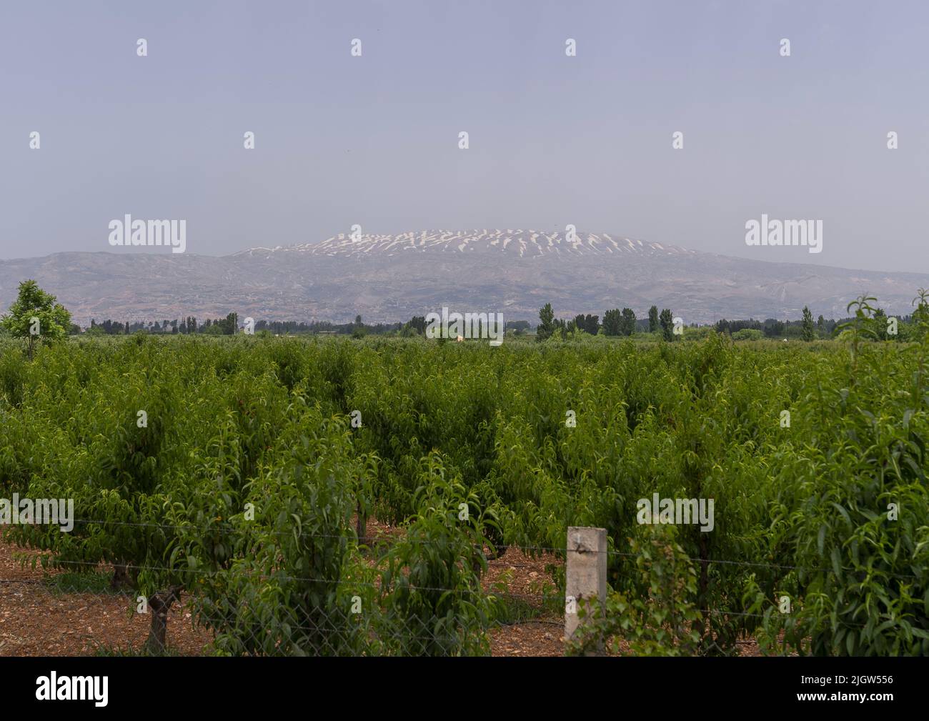 Field in front of a mountain with snow, Beqaa Governorate, Anjar ...