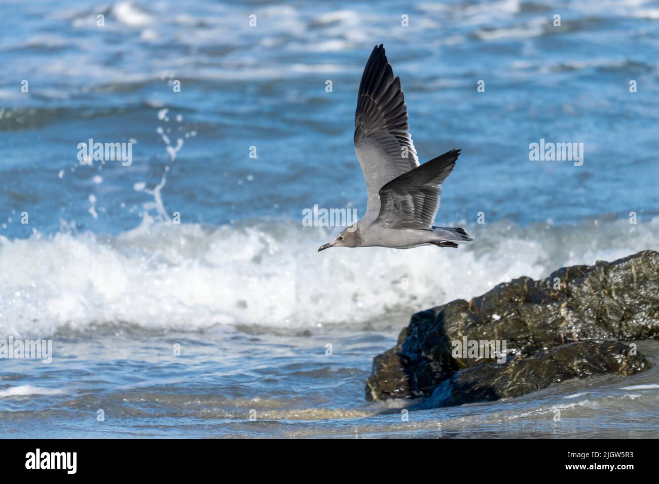 A Grey Gull, Leucophaeus modestus, in flight in Pan de Azucar National ...