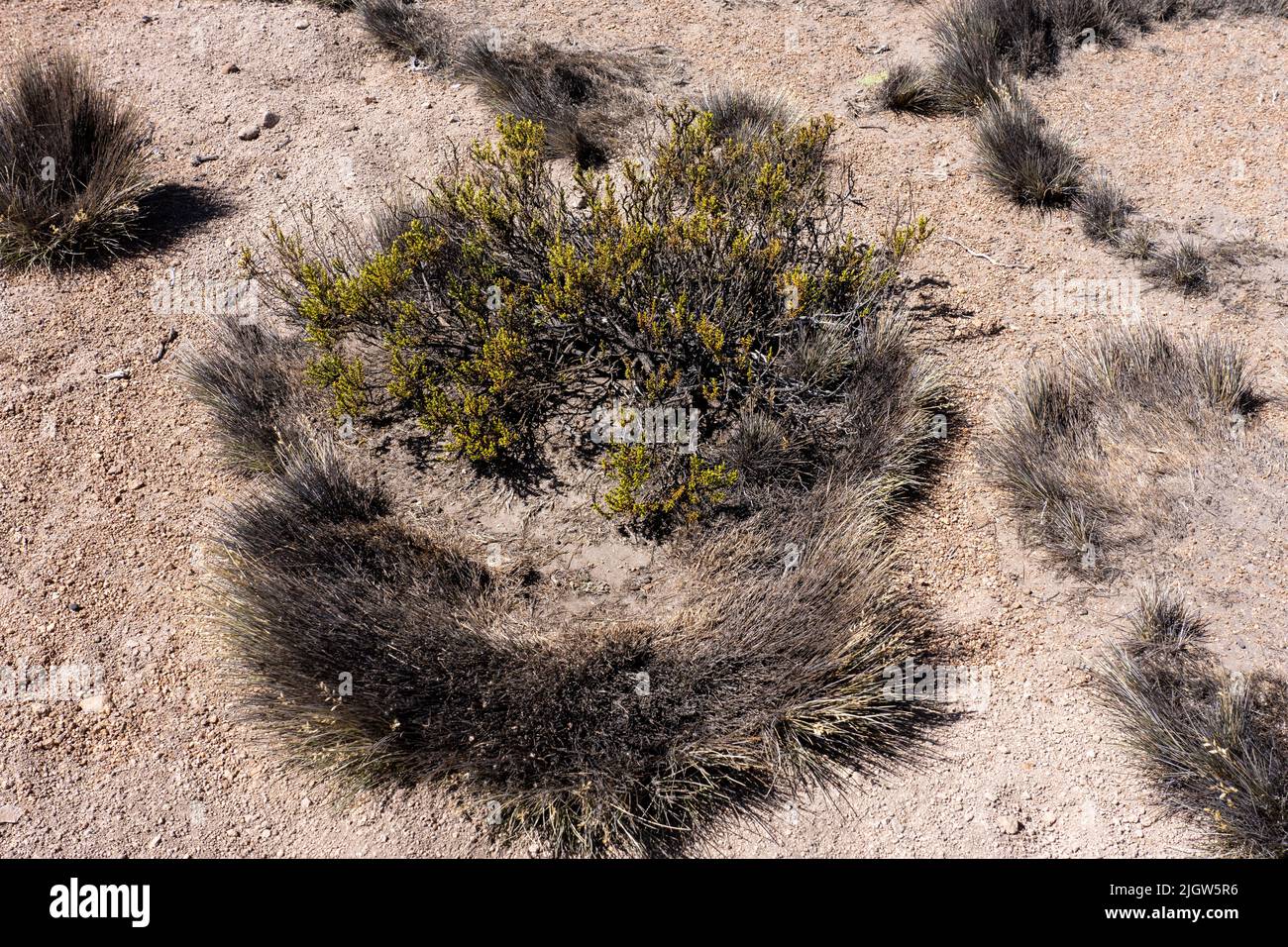 Paja brava or tussock grass, Festuca orthophylla, in Lauca National ...